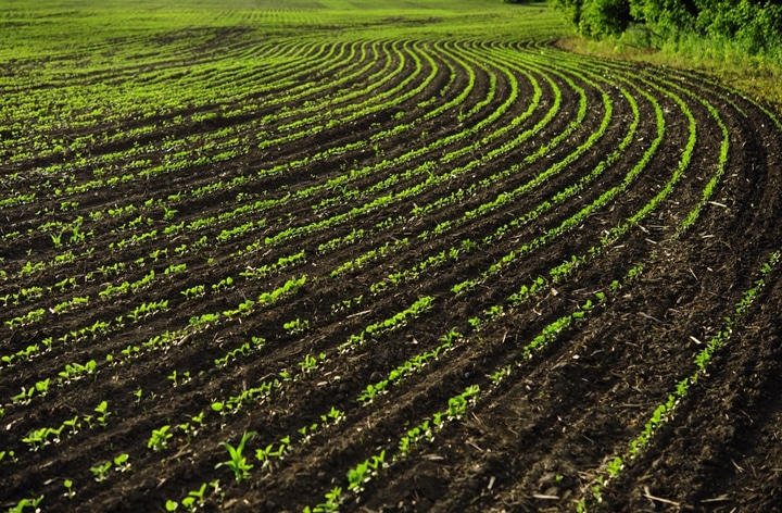 Crop insurance helpline number ಬೆಳೆ ವಿಮೆ ಸಹಾಯವಾಣಿ ನಂಬರ್ - Crop ...